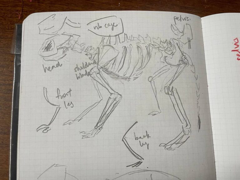 How to draw NUS Law CATS: part one of a series of drawing lessons by ...